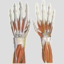 Alles over pijn in de pols- oorzaken en behandeling