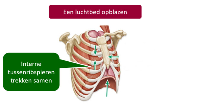 Ademhalingsspieren