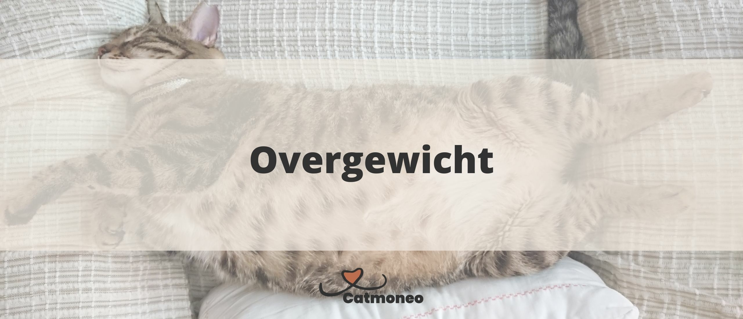 Body Condition Score van je kat: Wanneer is je kat te dik?