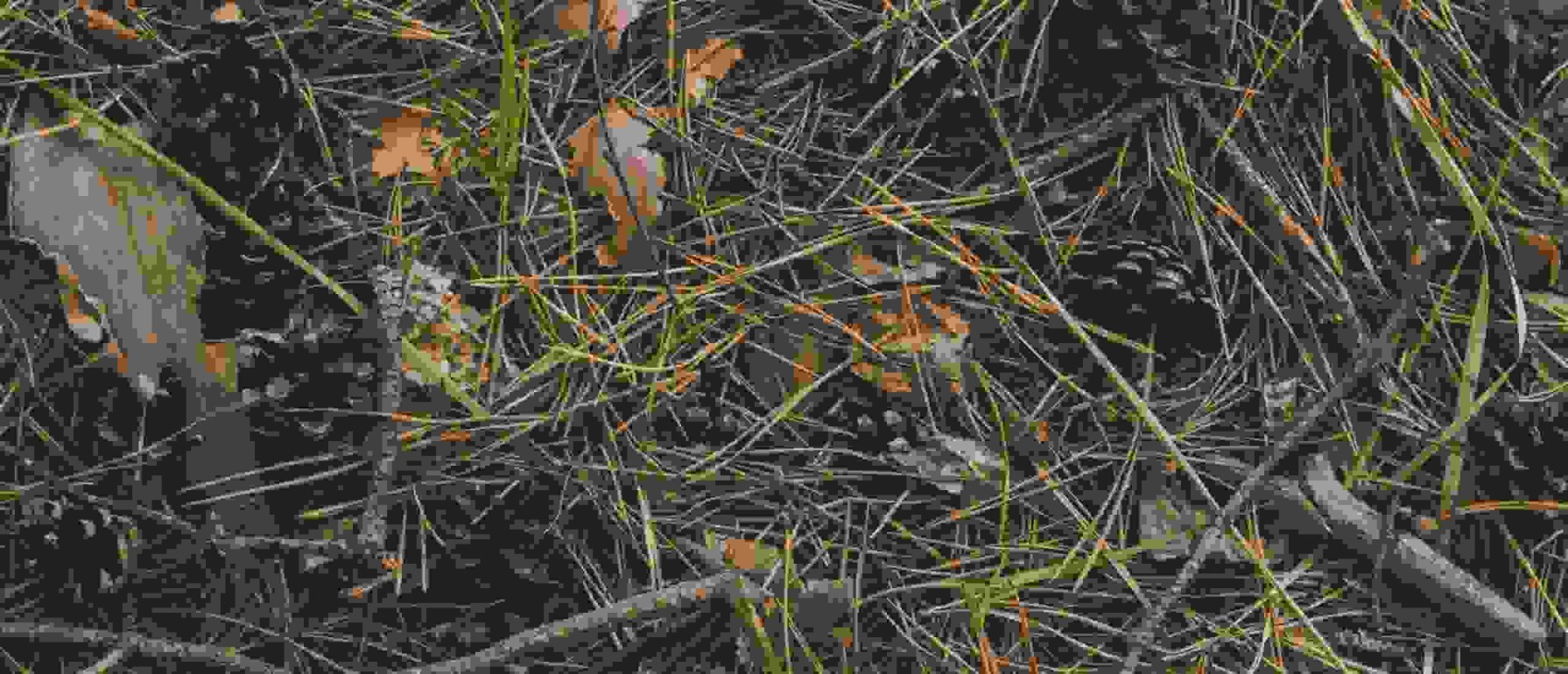 Wat is het maaiveld?