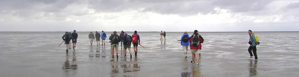 Wadlopen met een Groep op Texel - Ontdek het Wad Samen