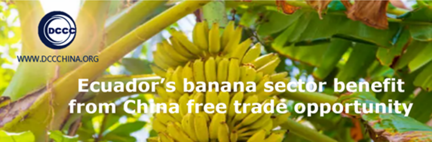 Ecuador’s banana sector benefit from China free trade opportunity