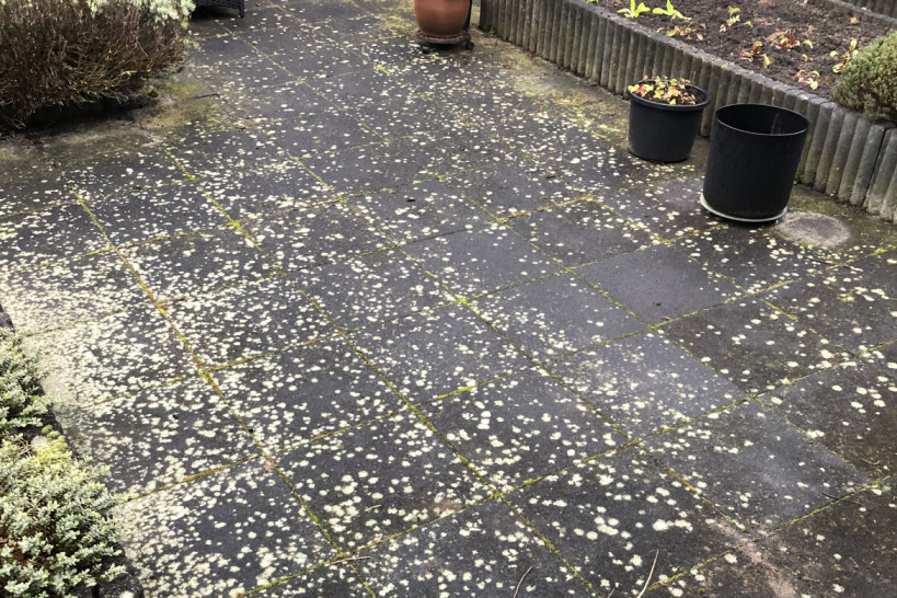 Korstmos verwijderen? De juiste manier vind je hier!