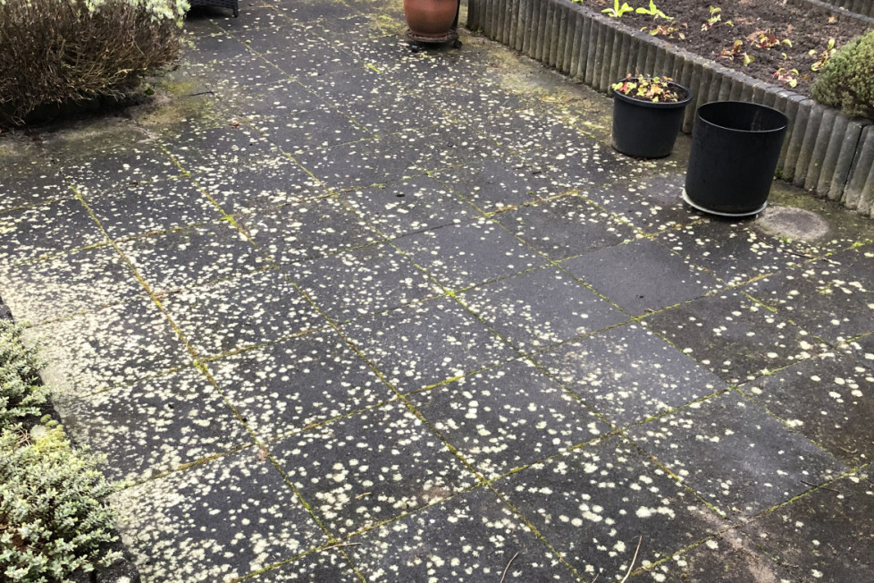 Korstmos verwijderen? De juiste manier vind je hier!