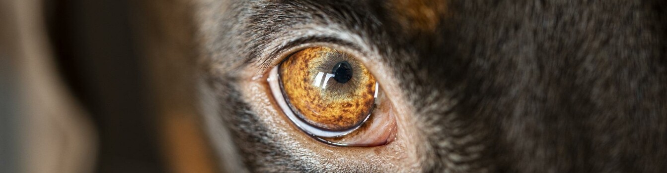 KCS | Dierenkliniek de Ark