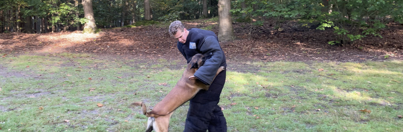 Training dogs for bite work