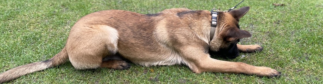 Teach your dog the indication behavior!