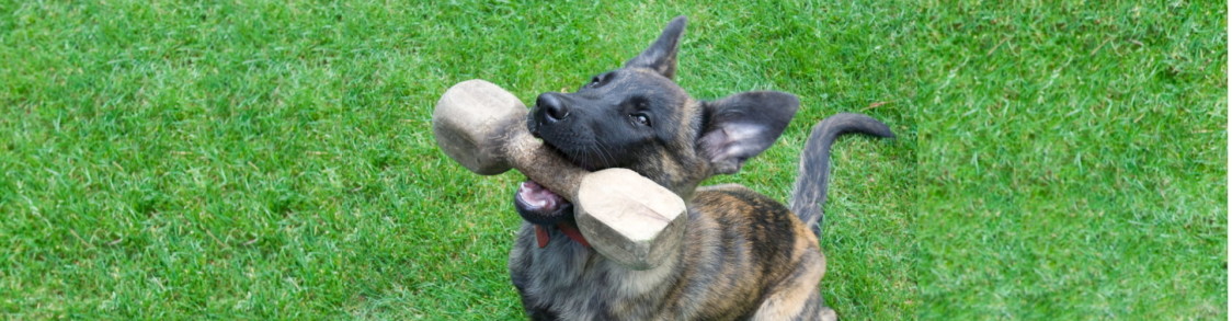 Teach your dog to retrieve any object!