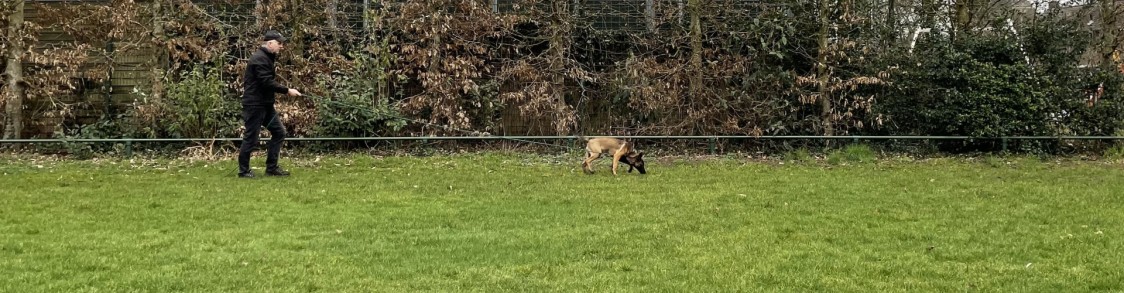 Teach your dog to track