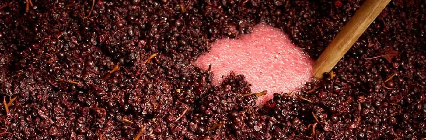 Vinificatie is het proces van wijnbereiding waarbij druiven worden ...