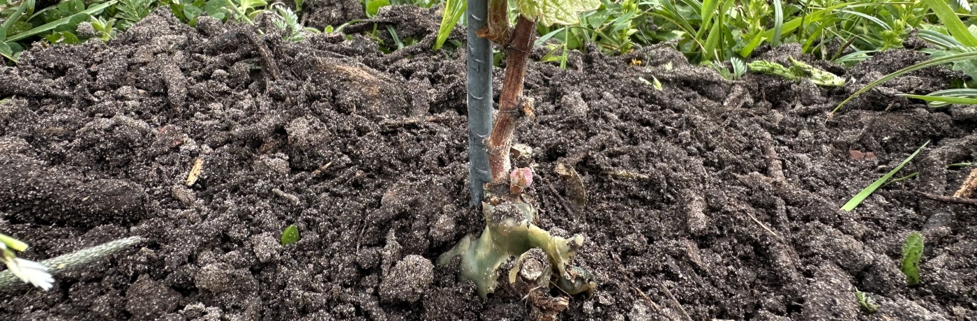 Gezonde levende bodem - Natuurinclusieve Wijnbouw