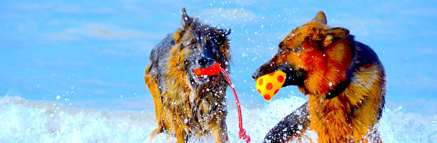 Spelletjes voor de puppy – 7 tips voor spelen met een pup