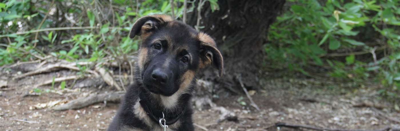 Kies de hond uit op vaardigheden van het ras