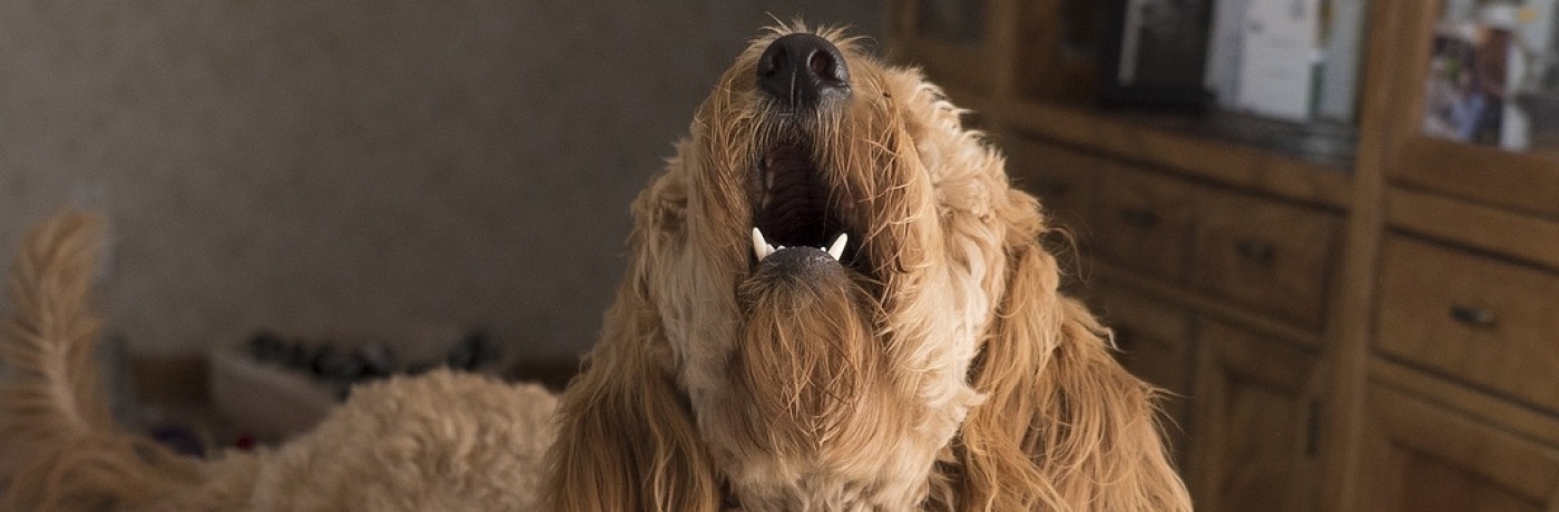 Hoe voorkom ik dat mijn hond blaft als er bezoek komt?