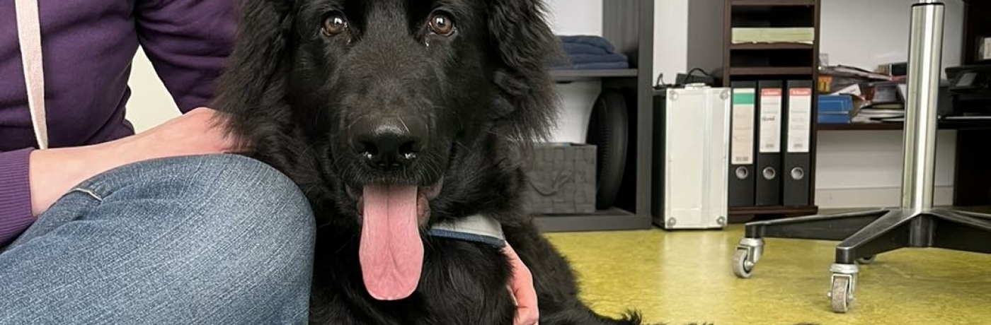 De voordelen van hondenmassage - ook iets voor jouw hond?