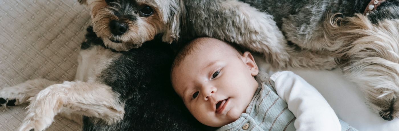 Hond laten wennen aan een baby – hoe bereid je dit goed voor?