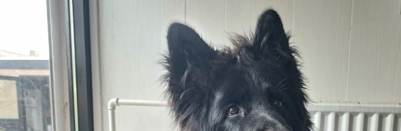 Wat betekent het als mijn hond zijn oren plat legt? Betekenis uitgelegd: