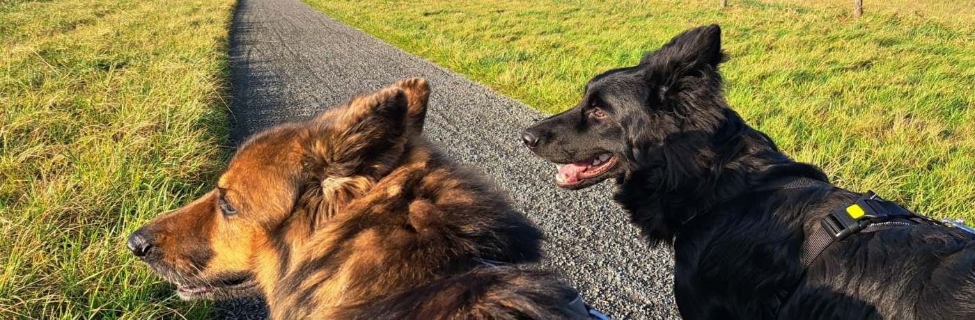 Honden en nieuwe situaties, tips om te trainen