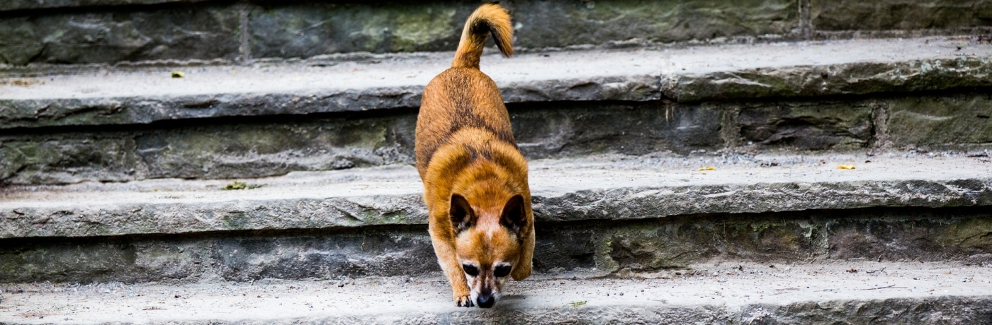 Mag een puppy traplopen? Waar moet je op letten?