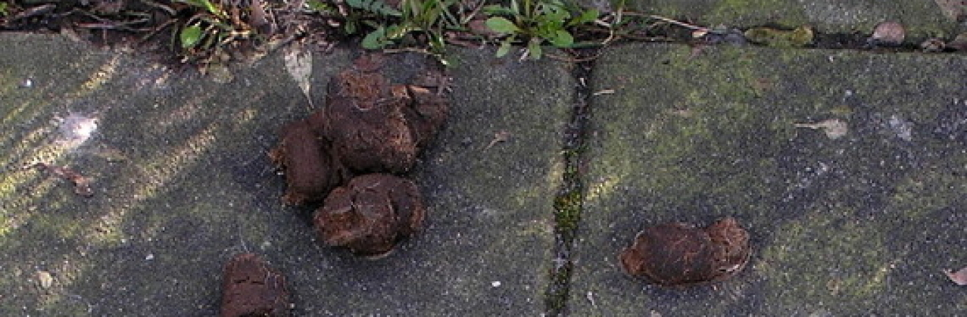 Waarom eten honden poep? Wat kan je er tegen doen als baasje?