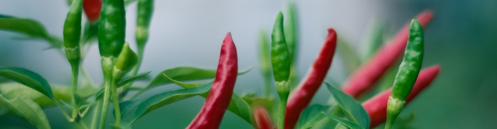 Dutchpro Nutrients | Simplest and Most Effective Nutrient Line