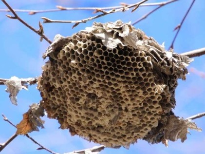 Bijen in Nederland | Bijen zijn belangrijk en zo kunnen we ze helpen