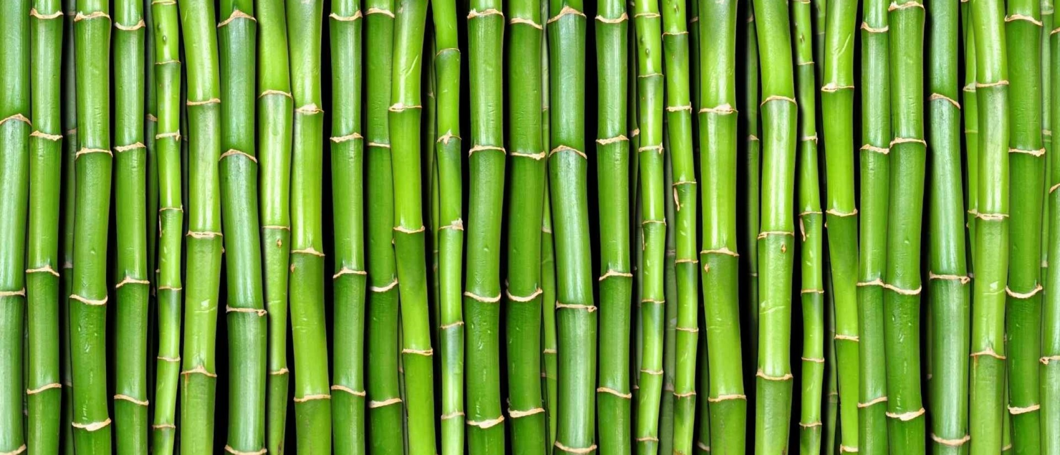 Bamboe is duurzaam maar waarom is dat?
