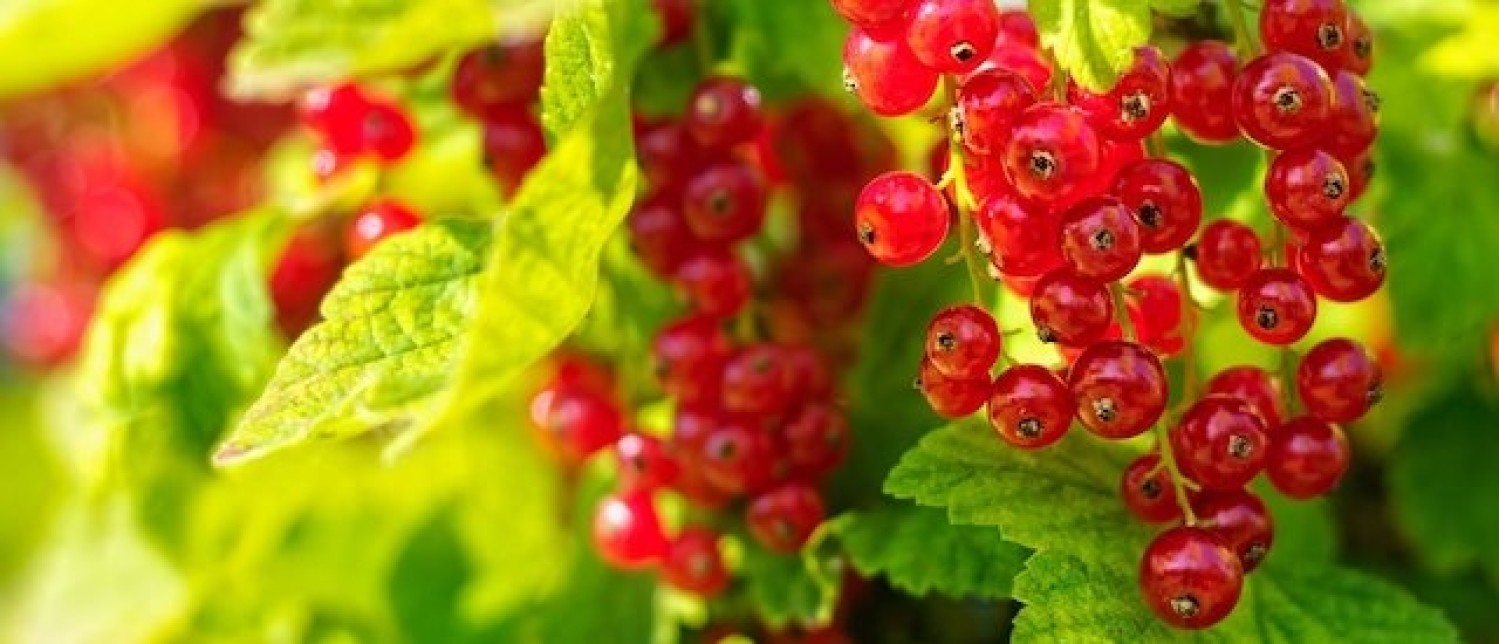 Bessensap maken van rode bessen