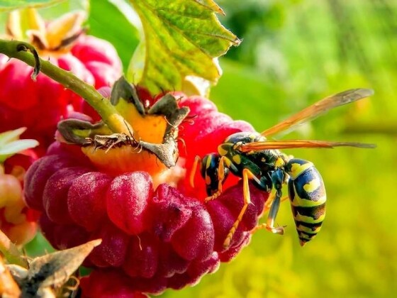 Starten met bijen houden | Zelf bijen houden hoe doe je dat?