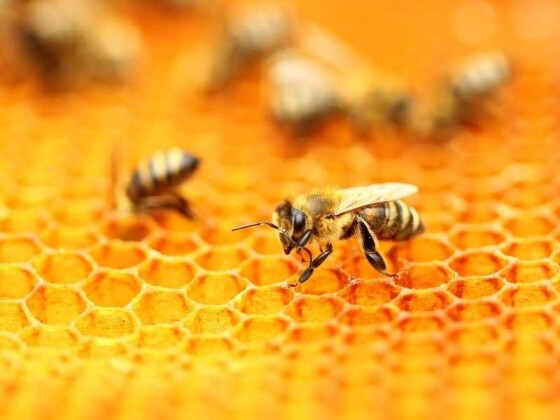 Starten met bijen houden | Zelf bijen houden hoe doe je dat?