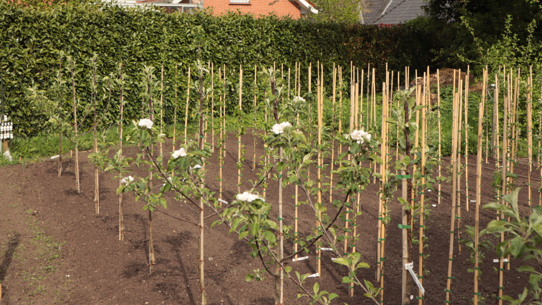 Cursus fruitbomen enten - Kweek je eigen fruitboom