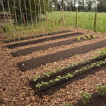 Moestuincursus basis - Moestuincursus voor beginners