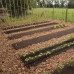 Moestuincursus basis - Moestuincursus voor beginners