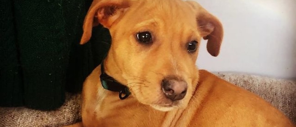 Accepteren van pijn | Dat lucht op - Ellen Postma