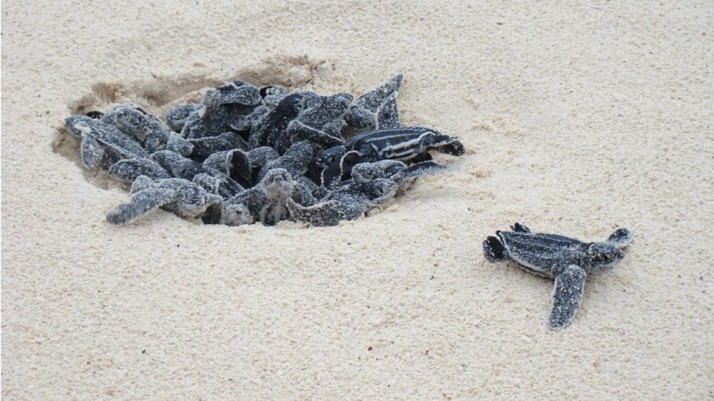 Zeeschildpadden in Zuid-Afrika | Exclusive Culitravel