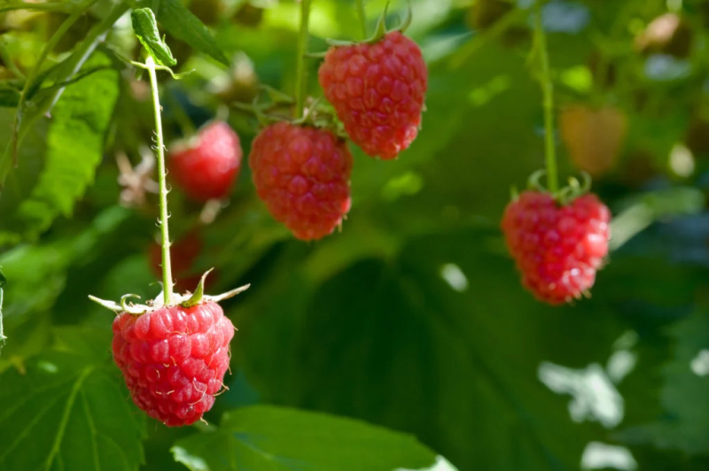Wanneer kan ik fruit oogsten? Bekijk hier de perfecte tijd van het jaar