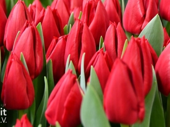 Tulips assortment for Women's day 2022