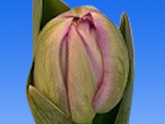 Tulips for the Womensday 8 March 2022