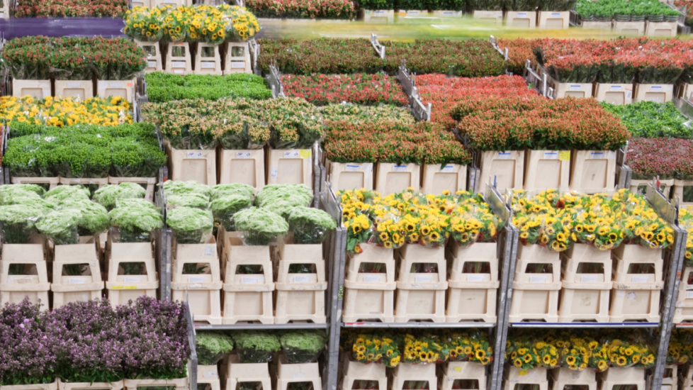 Behind the Scenes tour at flower auction Royal Flora Holland Aalsmeer.