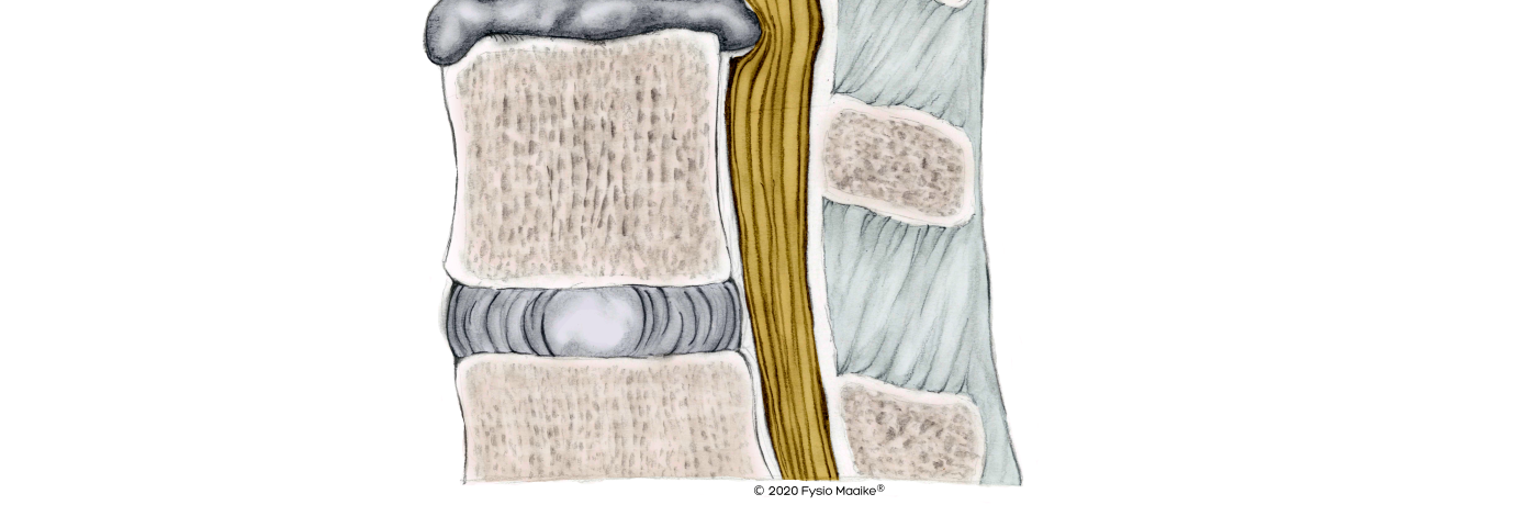Wat is het Ruggenmerg? | Functie van het ruggenmergkanaal door onze ...