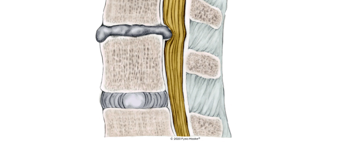 Wat is het Ruggenmerg? | Functie van het ruggenmergkanaal door onze ...