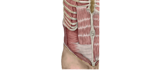 De ribben | Het beschermende korset van het skelet