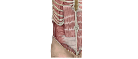 De ribben | Het beschermende korset van het skelet
