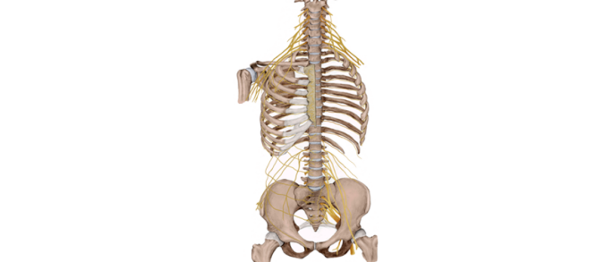 Kantelen van het bekken