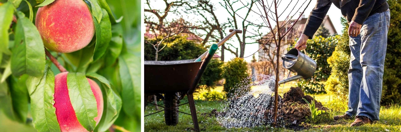 10 Tips voor het Kweken van Fruitbomen in je Eigen Tuin - Geregeld24