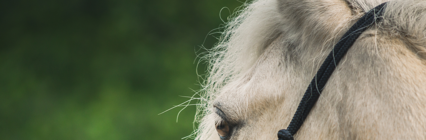 Do Forward Ears Mean a Happy Horse? Debunking the Myth of Equine ...