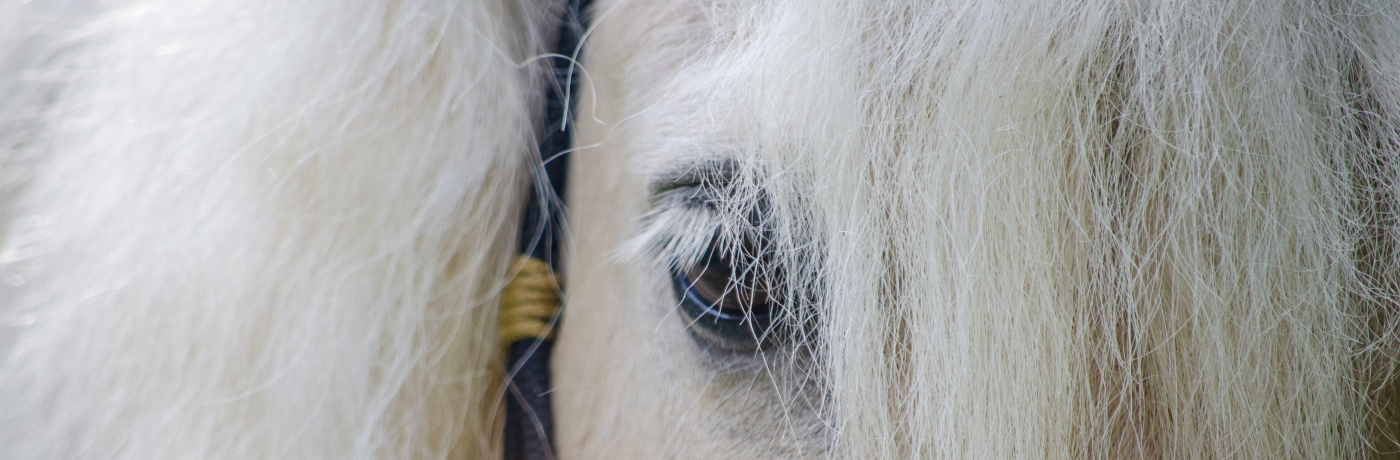 Should You Blanket Your Horse? A Practical Guide to Rugging Decisions ...