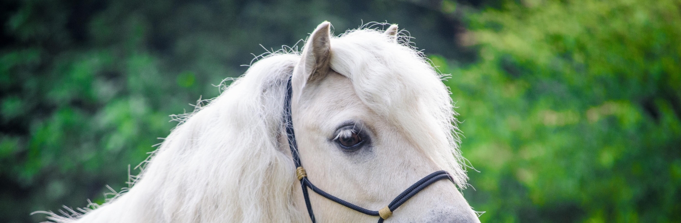 A day in the life of a Shetland owner by Zoë Coade
