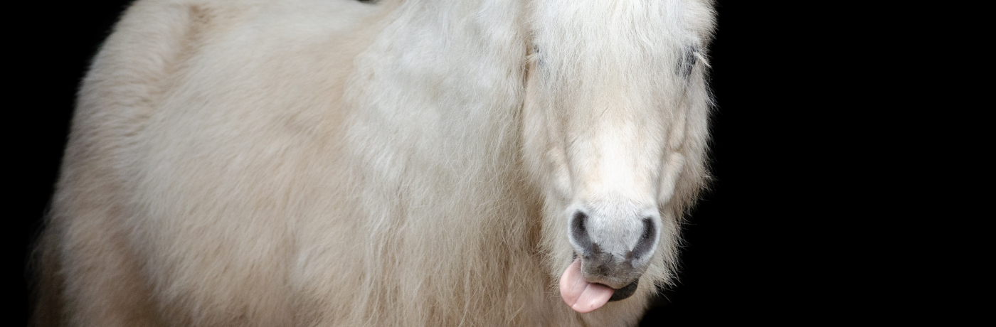 Horse Training Is Hard, But You’ve Got This – Support and Advice That ...