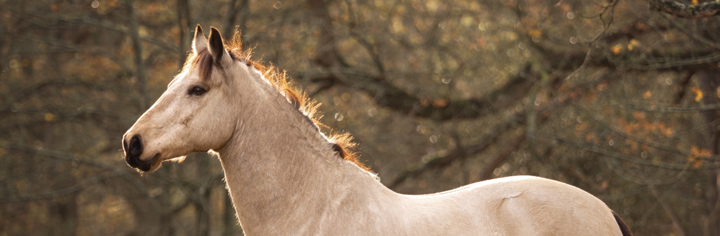 How to Use the Relaxation Whistle to Calm Your Horse and Build Trust by ...